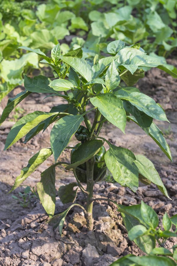 Green Sweet Pepper Grows in the Garden. the Cultivation of Sweet Pepper ...