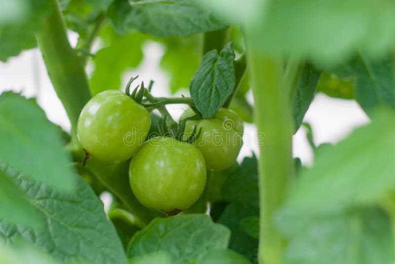Green sweet tomato stock image. Image of natural, organic - 97123513