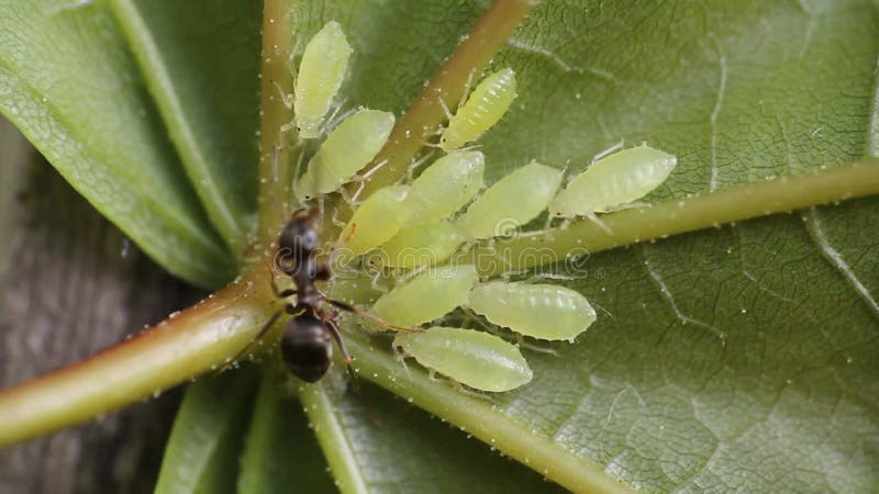 Green Sycamore Aphids and Ant on Maple Acer Platanoides Leaf Stock ...
