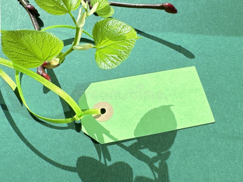 Green Tag with Ribbon and Leaves Casting a Shadow on a Green Background ...