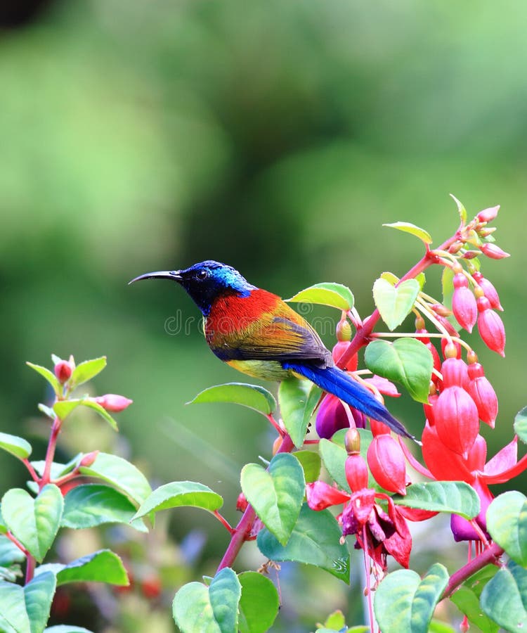 Green-tailed Sunbird stock image. Image of horizontal - 150767347