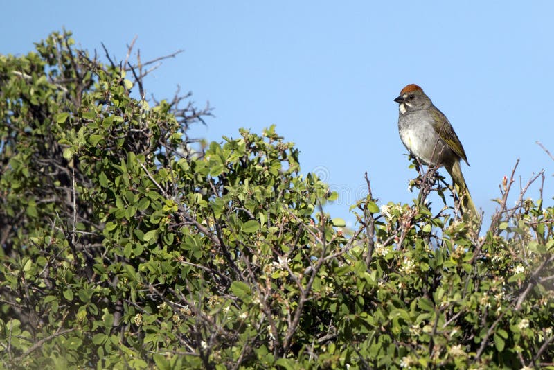 Green-tailed Towhee, Pipilo Chlorurus Stock Image - Image of leaf ...