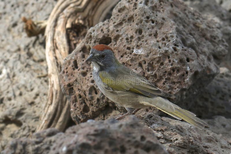 Green-tailed Towhee Pipilo Chlorurus Stock Image - Image of rock ...