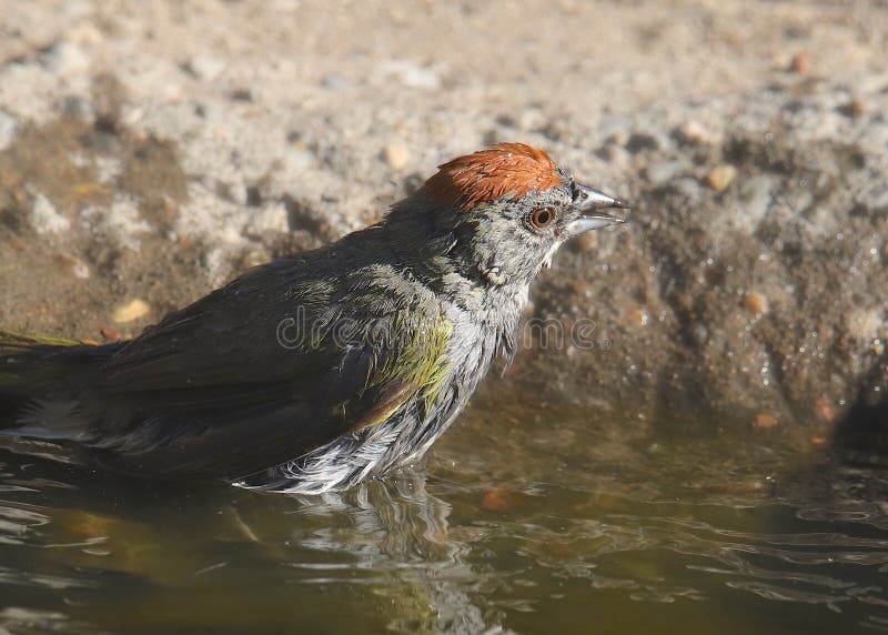 Green-tailed Towhee Pipilo Chlorurus Stock Image - Image of crown ...