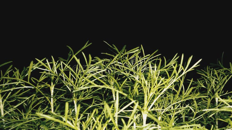 Green stock image. Image of vsco, postprocessed, night - 79953585