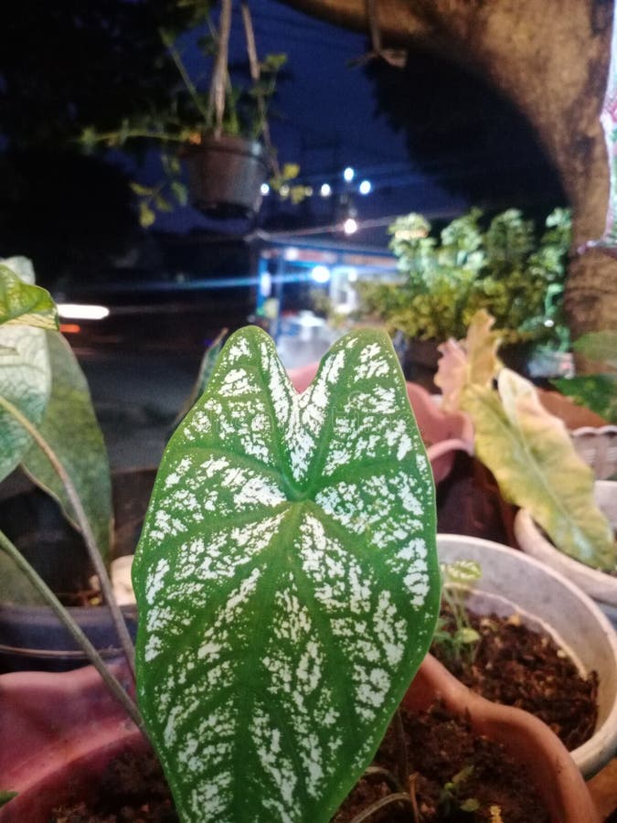 Green Talas stock image. Image of flower, garden, talas - 223340559