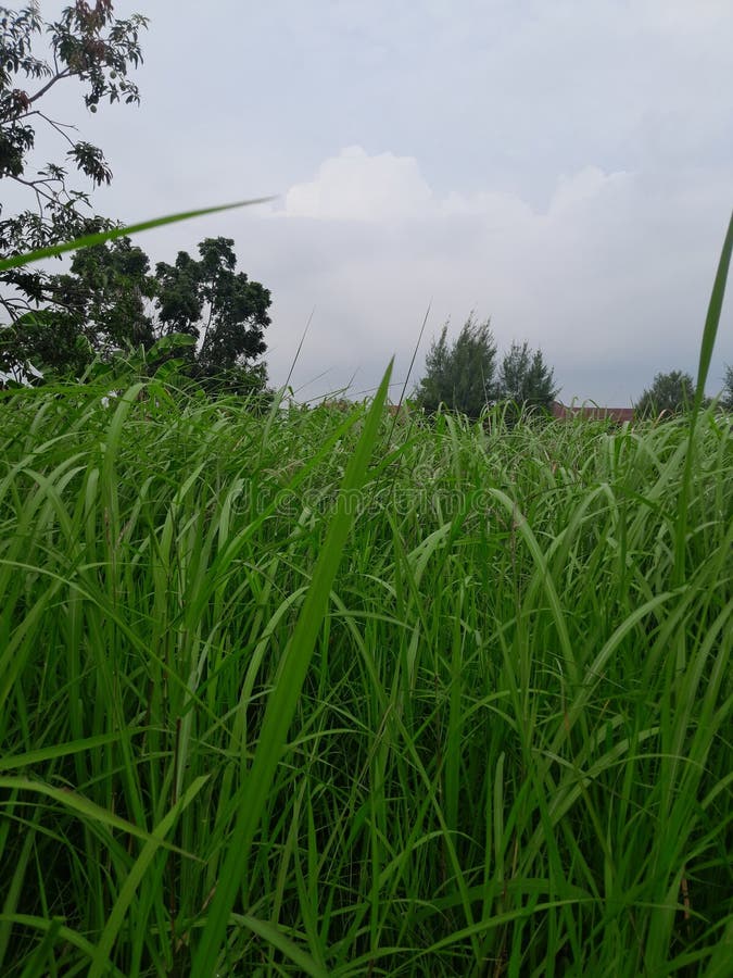 Green Tall Grass Field Under Cloudy Sky Stock Photo - Image of field ...