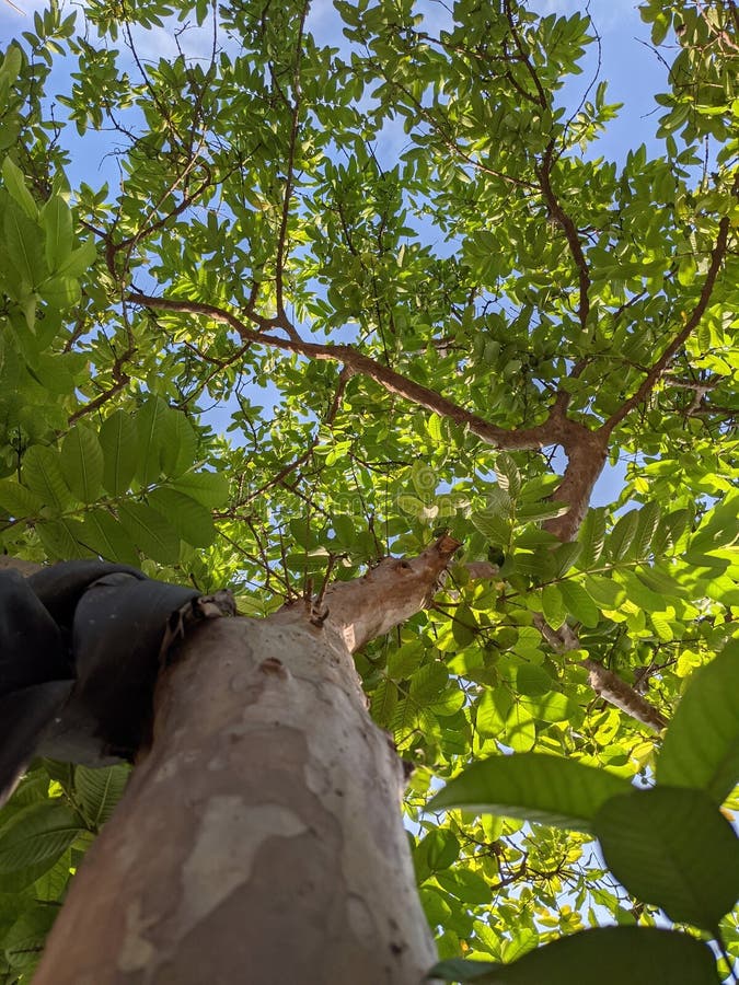 Green tall guava tree stock photo. Image of green, guavatree - 269432138
