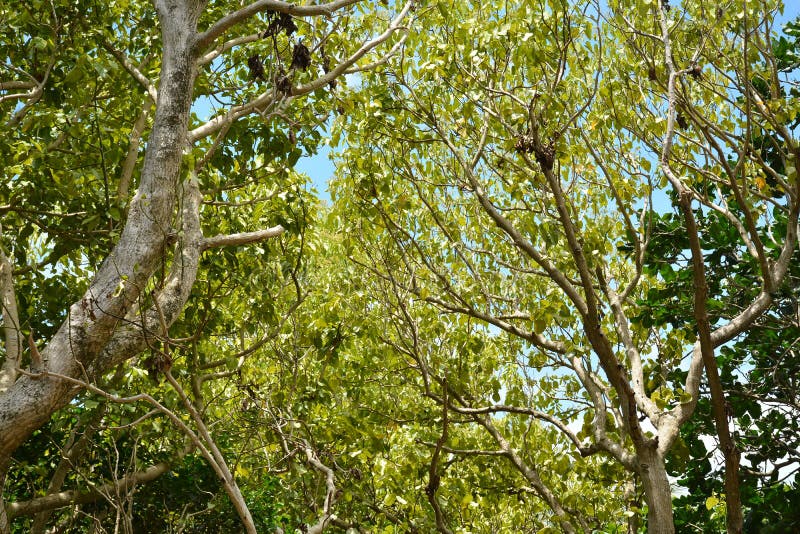 Green Tall Tree Leaves at Forest Stock Image - Image of tall, nature ...