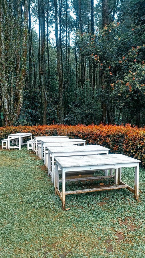 Green Taman Garden Chair Tree Stock Image - Image of garden, green ...