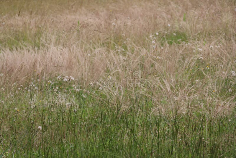 Green and Tan Grass Pasture with White Dandelion Seed Heads Stock Photo ...