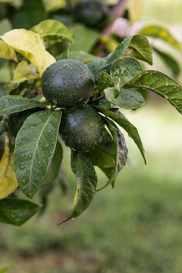 Green tangerine stock photo. Image of green, plant, tangerine - 27589536