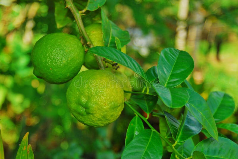 Green Tanjarine Stock Photos - Free & Royalty-Free Stock Photos from ...