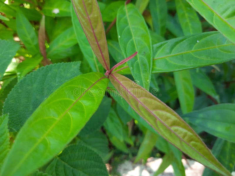 The Green Taper Leafes stock photo. Image of leaf, tree - 220208512