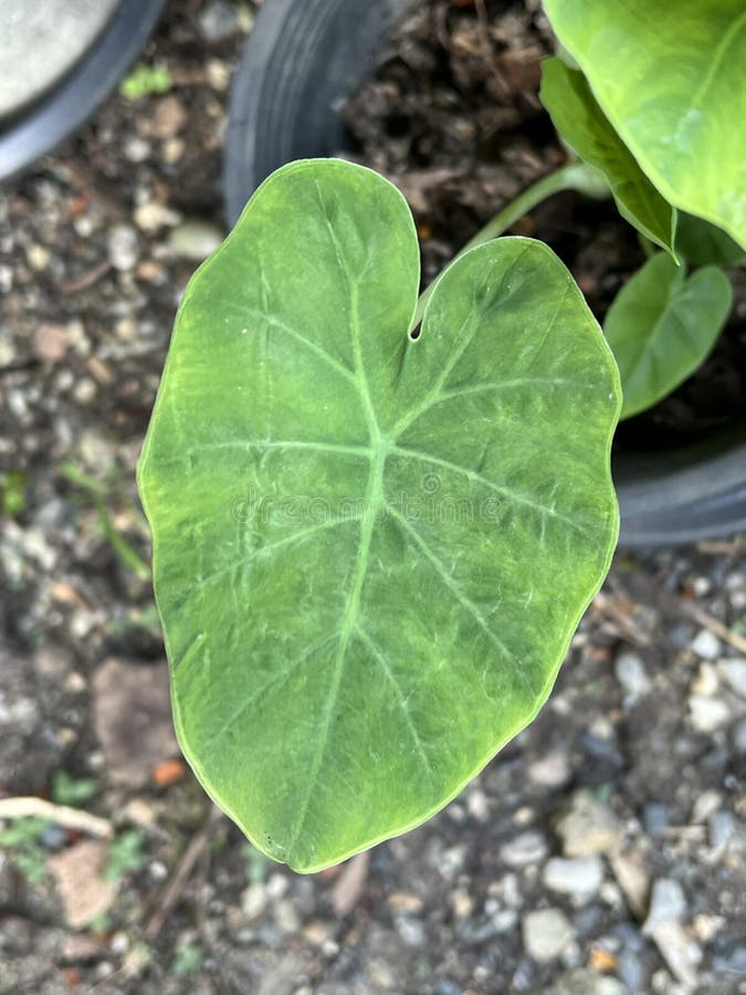 500 Black Taro Leaf Stock Photos - Free & Royalty-Free Stock Photos ...
