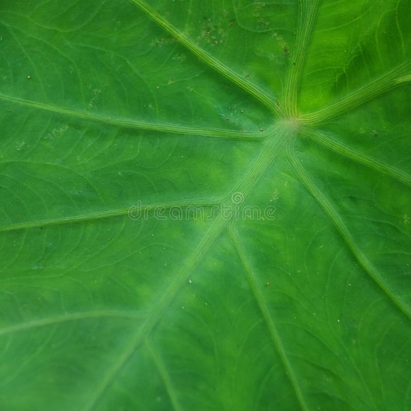 Green taro leaf texture stock photo. Image of plant - 199221852