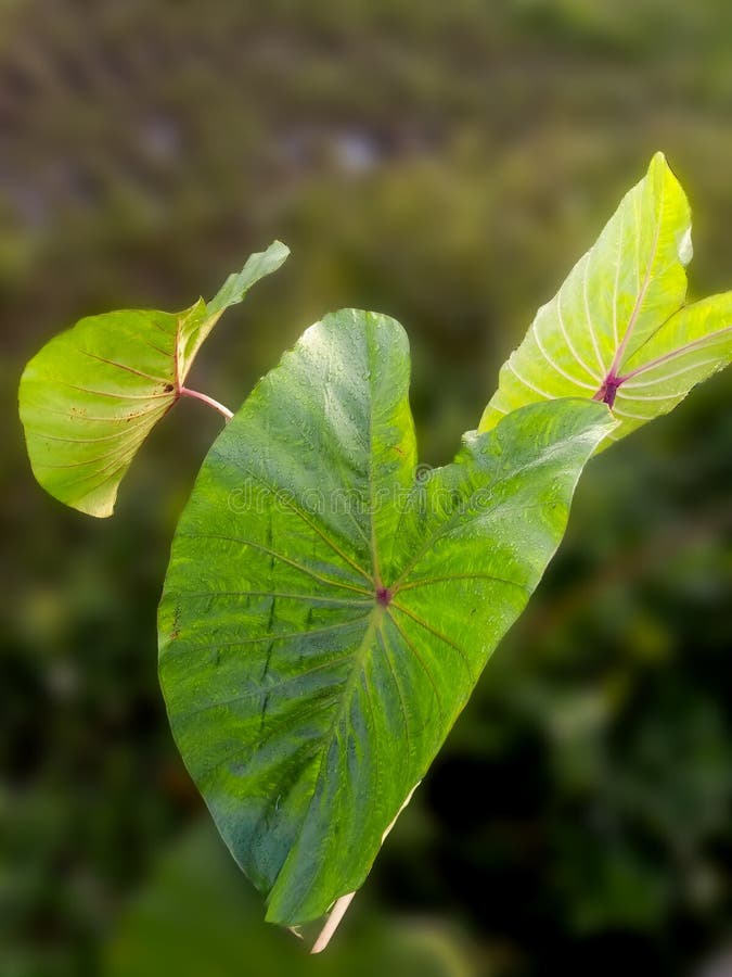 Green Taro Leaves with Water Droplets on Blurred Background. Stock ...