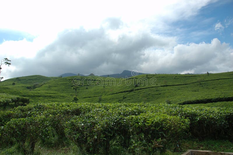 Tea plantation in Uganda stock photo. Image of flora, grass - 3678046