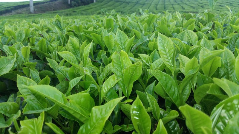 Green tea stock image. Image of outdoor, green, beautiful - 135304673