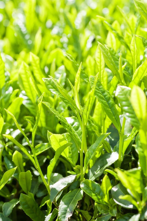 Green tea bud stock photo. Image of farm, leaf, fresh - 27925504