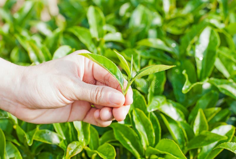Green Tea Bud and Fresh Leaves Stock Image - Image of fresh, plant ...