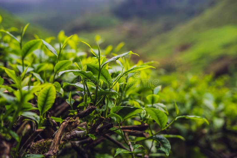 Green Tea Bud and Fresh Leaves. Tea Plantations Stock Photo - Image of ...