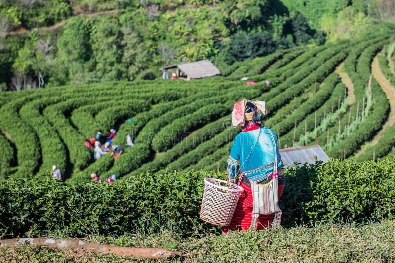 Tea Dield Stock Photos - Free & Royalty-Free Stock Photos from Dreamstime