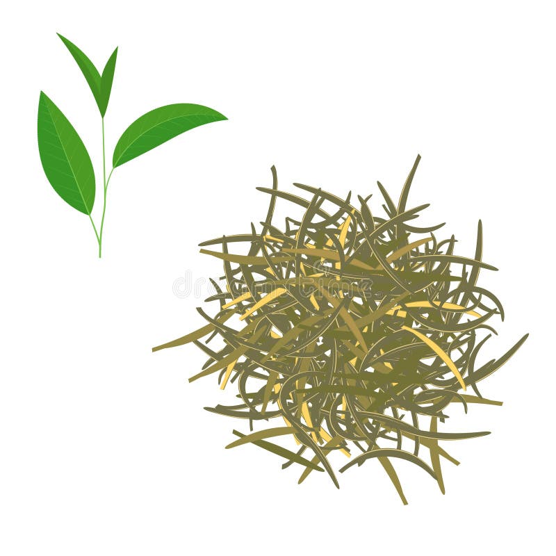 Green Tea. Dry Tea and Green Tea Leaves Stock Vector - Illustration of ...