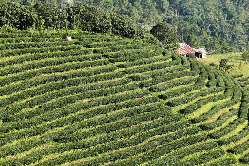 Green Tea Farm stock image. Image of leaf, light, hill - 18156817