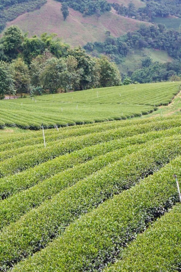 Green tea garden stock photo. Image of garden, asia, agriculture - 22914308