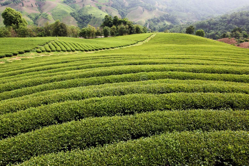 Tea farm stock photo. Image of nature, fresh, farm, leaves - 11821924