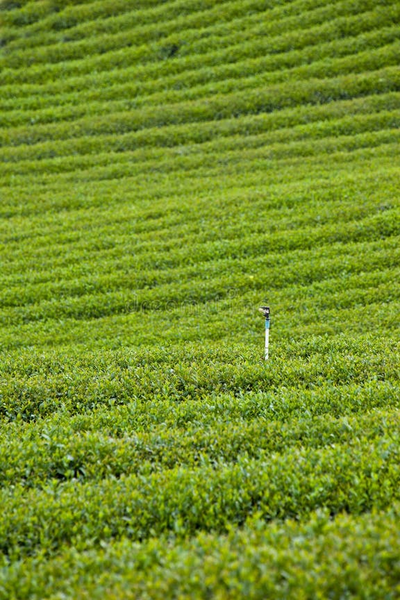 Green tea farm stock photo. Image of flora, asia, growth - 21404672