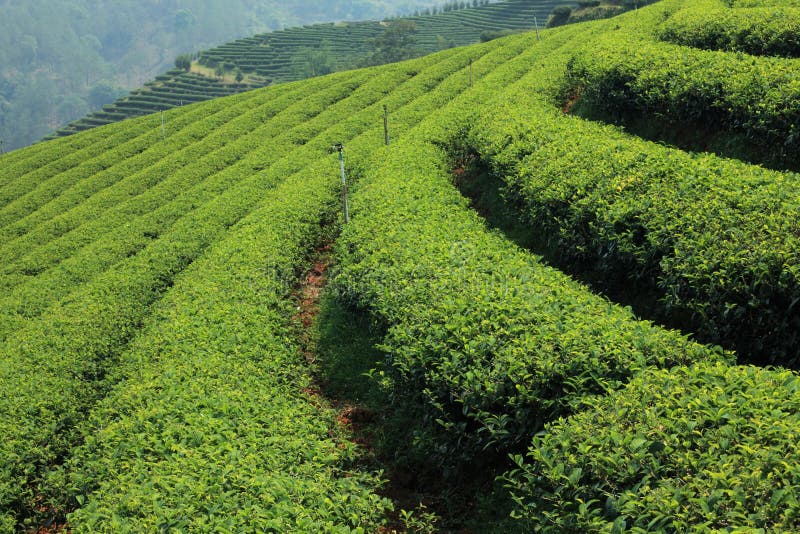 Tea plantation in Rwanda stock image. Image of landscape - 19513337