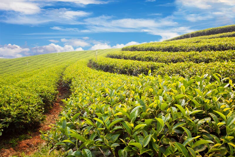 Green Tea Farm stock photo. Image of countryside, plant - 16891736