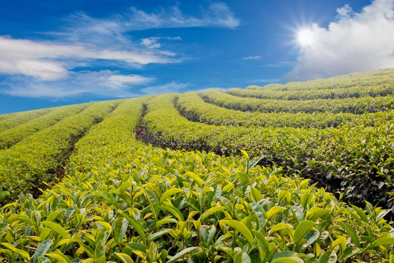 Green tea farm stock photo. Image of farm, green, mountain - 24907826