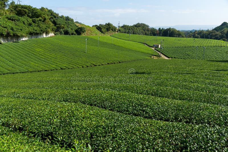 Green tea farm stock photo. Image of beauty, growth, summer - 92329154