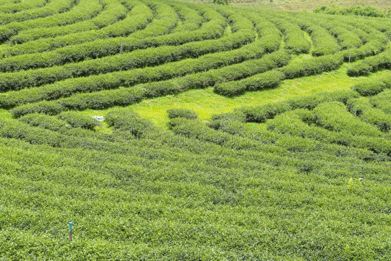 Green tea farm stock image. Image of background, plant - 97858339