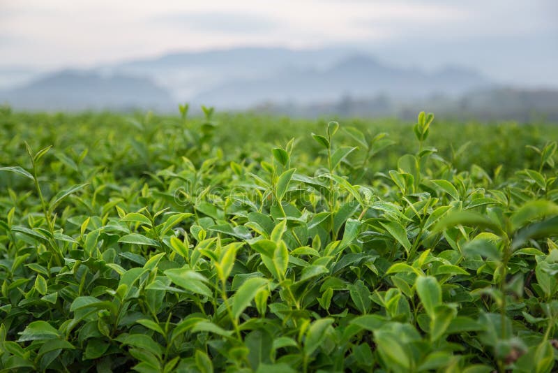 Green tea farm stock photo. Image of picker, famous, flower - 67396294
