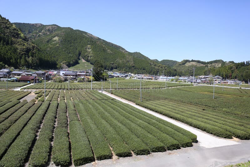 Green Tea Farm in Early Spring Stock Image - Image of leaf, landscape ...
