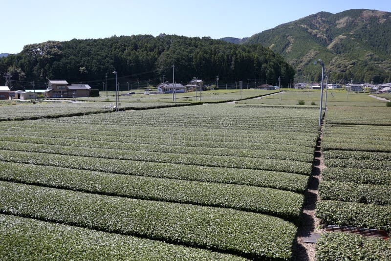 Green Tea Farm in Early Spring Stock Photo - Image of season, japan ...