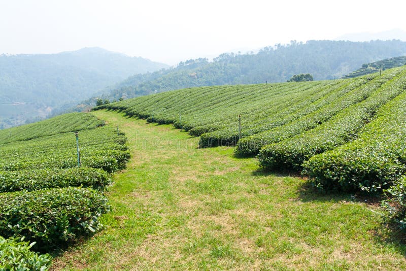 Green Tea Farm on a Hillside Stock Photo - Image of details, asia: 69362904