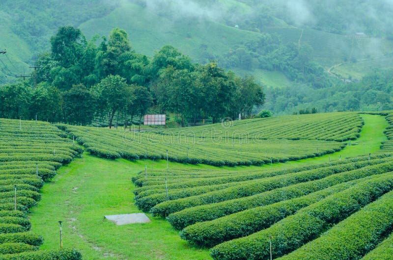 Green tea farm on moutain stock image. Image of travel - 43864323