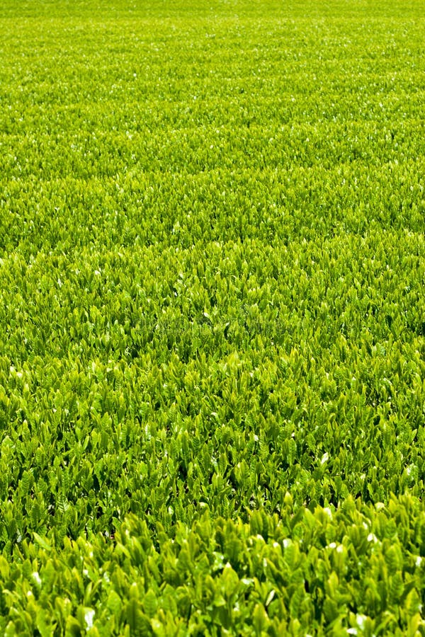 Green tea farm stock photo. Image of plant, japan, fresh - 63902638