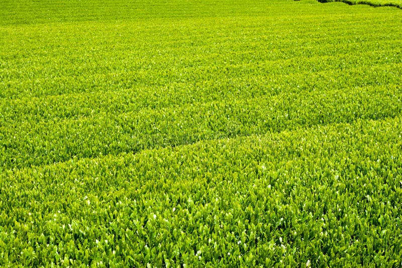 Green tea farm stock image. Image of leaf, japanese, grow - 63902741