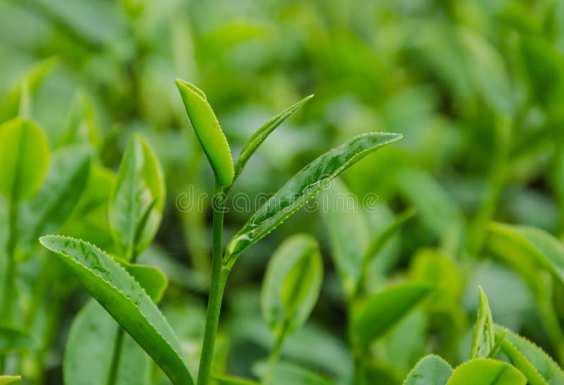 Green tea farm. stock image. Image of agriculture, herbal - 34747035