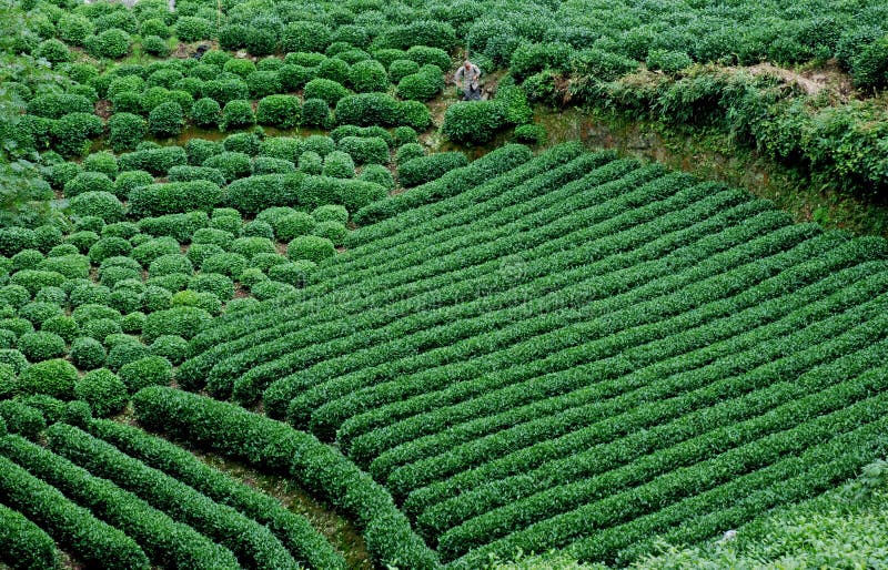 Green tea field stock image. Image of farmer, field, farming - 5598387