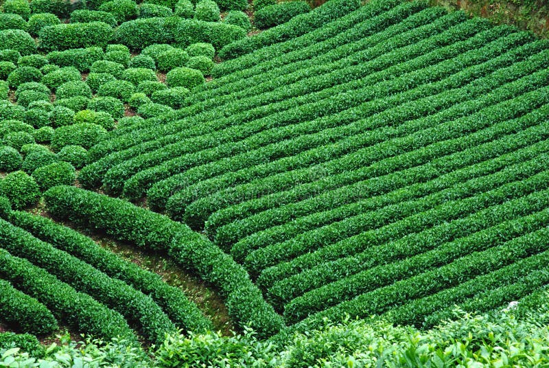 Green tea field stock photo. Image of china, plant, organic - 5598392