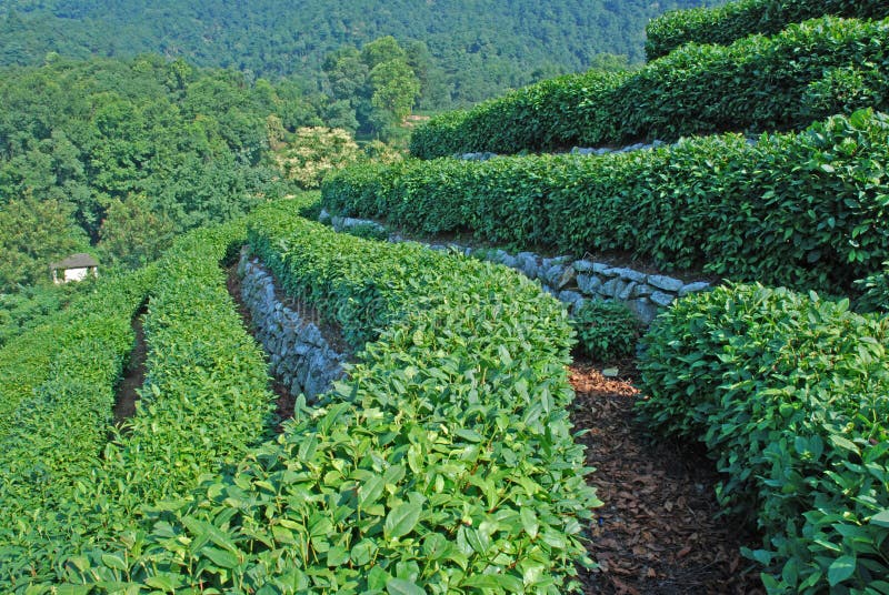 Green tea field stock image. Image of field, grow, leaves - 5668225
