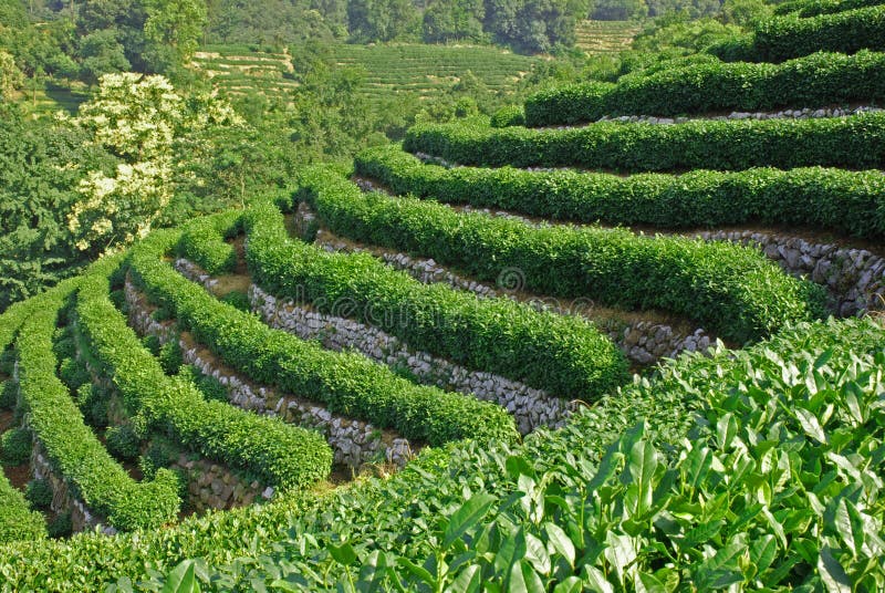 Green tea field stock image. Image of field, grow, leaves - 5668225