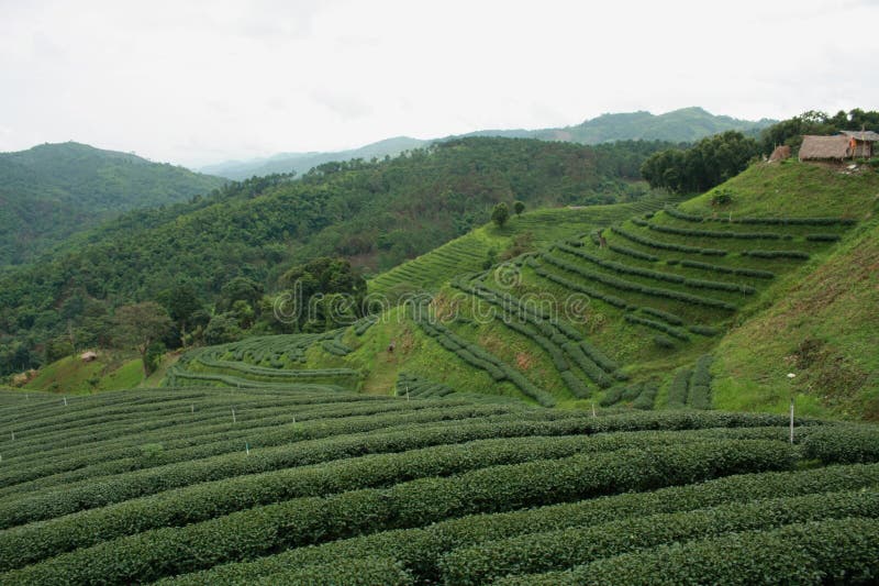 Green tea field stock photo. Image of mountains, hill - 57987492